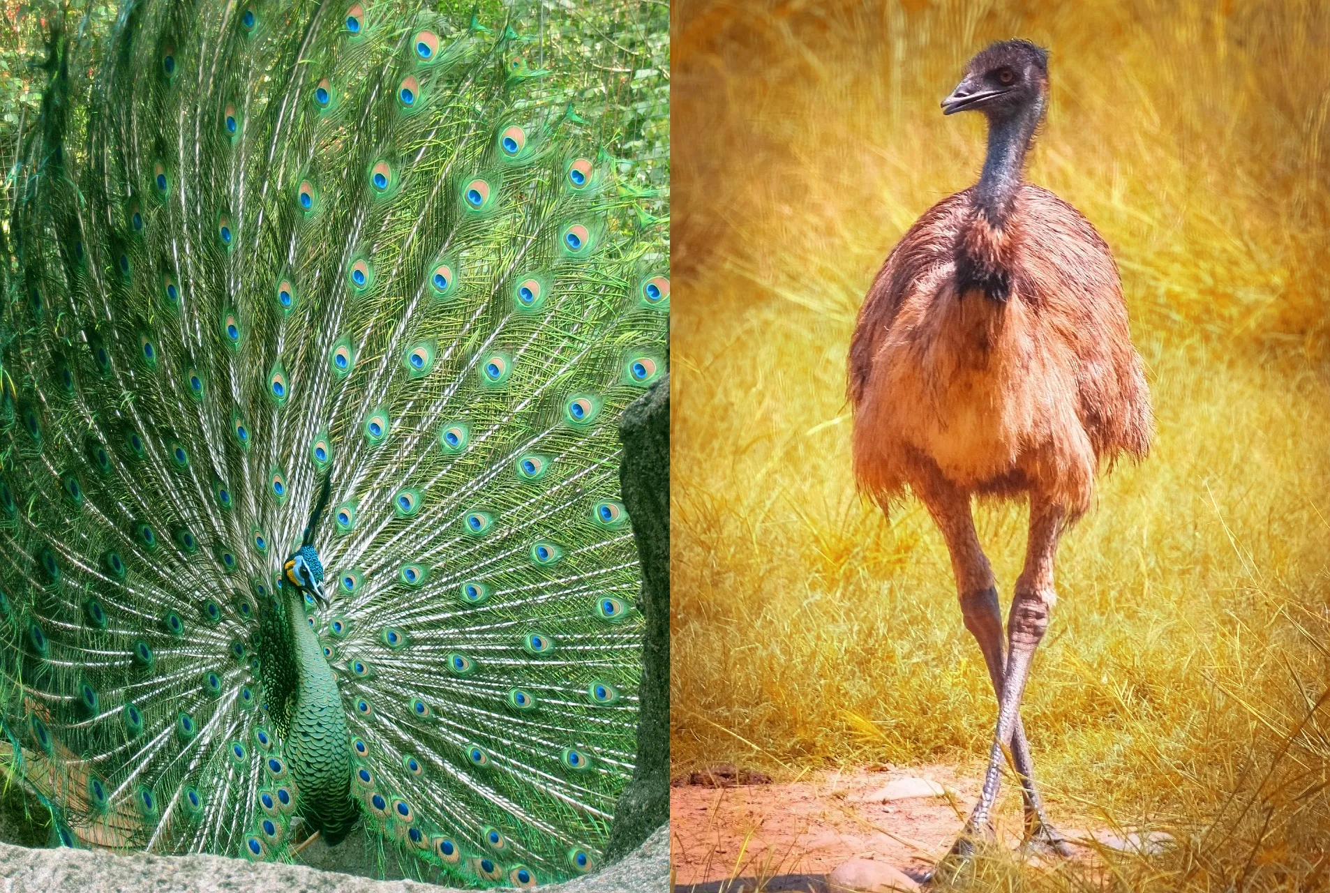 Las 10 aves más grandes del mundo: Gigantes del cielo y la tierra ...