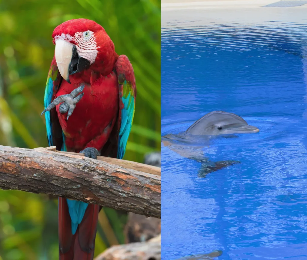 Los 12 animales más inteligentes del planeta - Acontecimiento.com