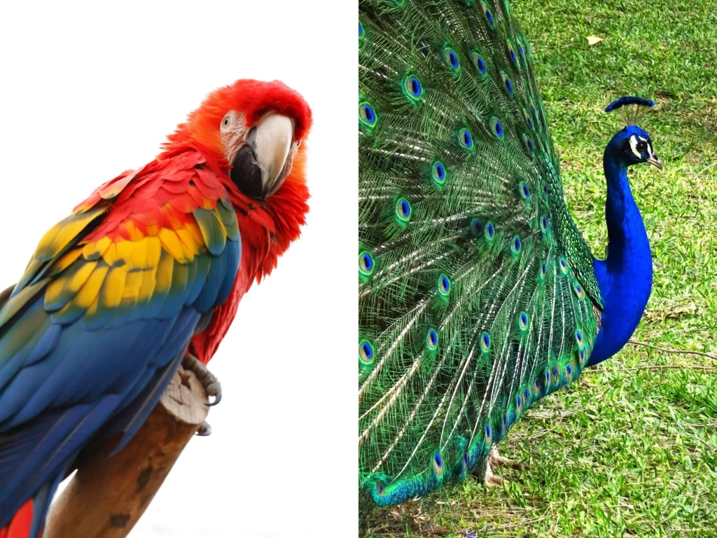 Las 10 aves más coloridas y espectaculares del mundo - Acontecimiento.com